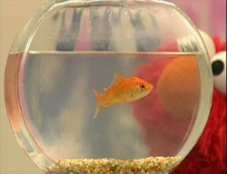 Elmo's World: Water | My scratchpad Wiki | Fandom