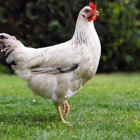 Animalia | My Singing Monsters Ideas Wiki | Fandom