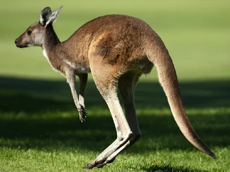 Animalia | My Singing Monsters Ideas Wiki | Fandom