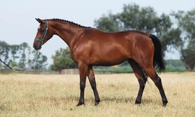 Animalia | My Singing Monsters Ideas Wiki | Fandom