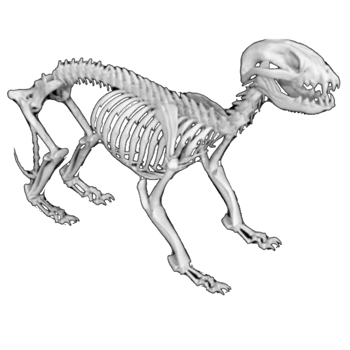 Raccoon(Phase One) | My Singing Monsters Ideas Wiki | Fandom