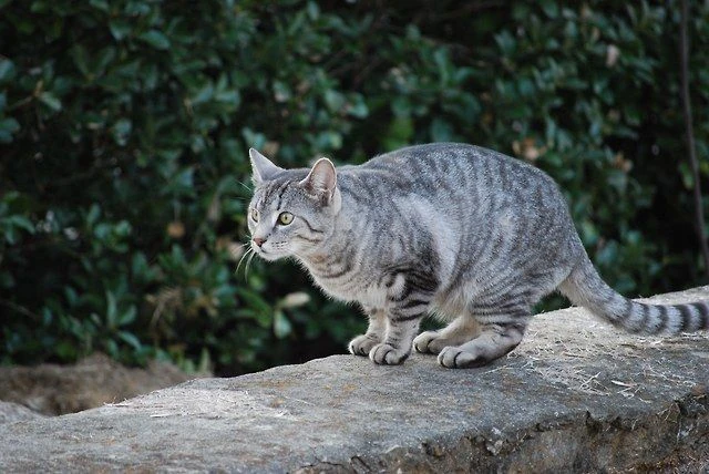 SilverStar | My Warrior Cat OC Wiki | Fandom
