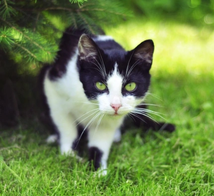 Featherpaw | My WarriorsOfThunderclan0188 Wiki | Fandom