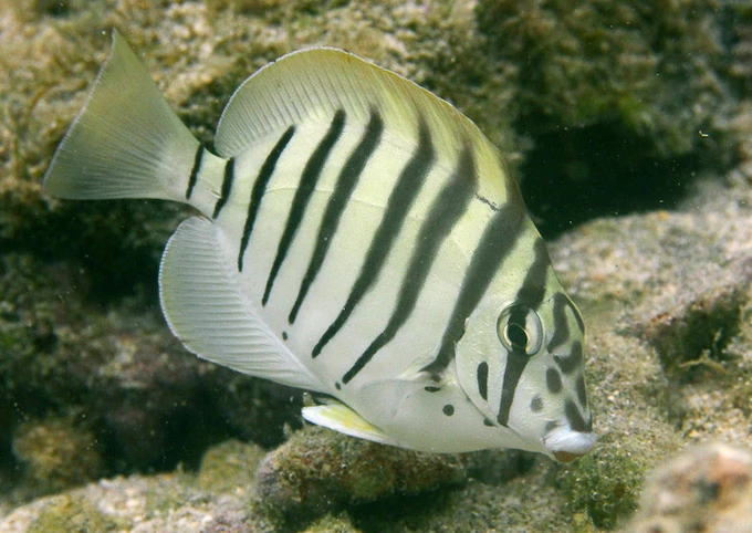 Acanthurus polyzona | My Aquarium Wiki | Fandom