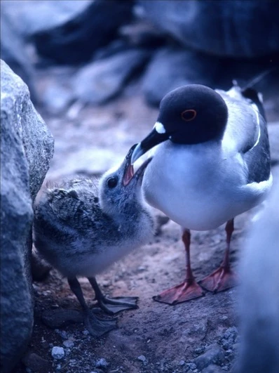 Swallow-tailed Gulls | My Aquarium Wiki | Fandom
