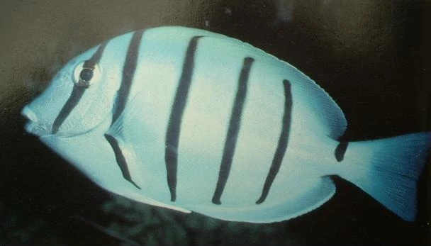 Acanthurus triostegus | My Aquarium Wiki | Fandom