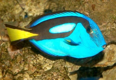 Paracanthurus hepatus | My Aquarium Wiki | Fandom