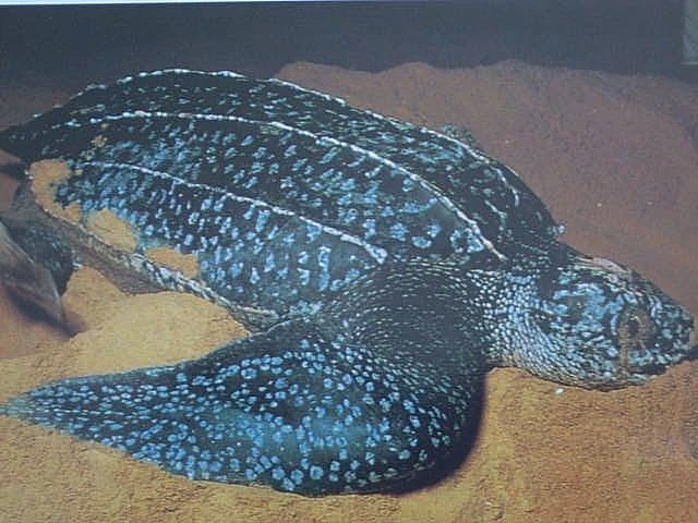 Leatherback sea turtle | My Aquarium Wiki | Fandom