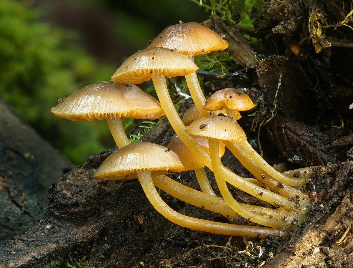 Mycology | Mycelium Hyphal Network Wiki | Fandom