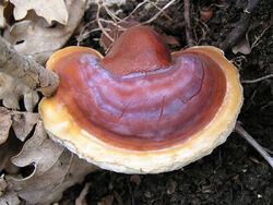 Ganoderma lucidum | Mycology Wiki | Fandom