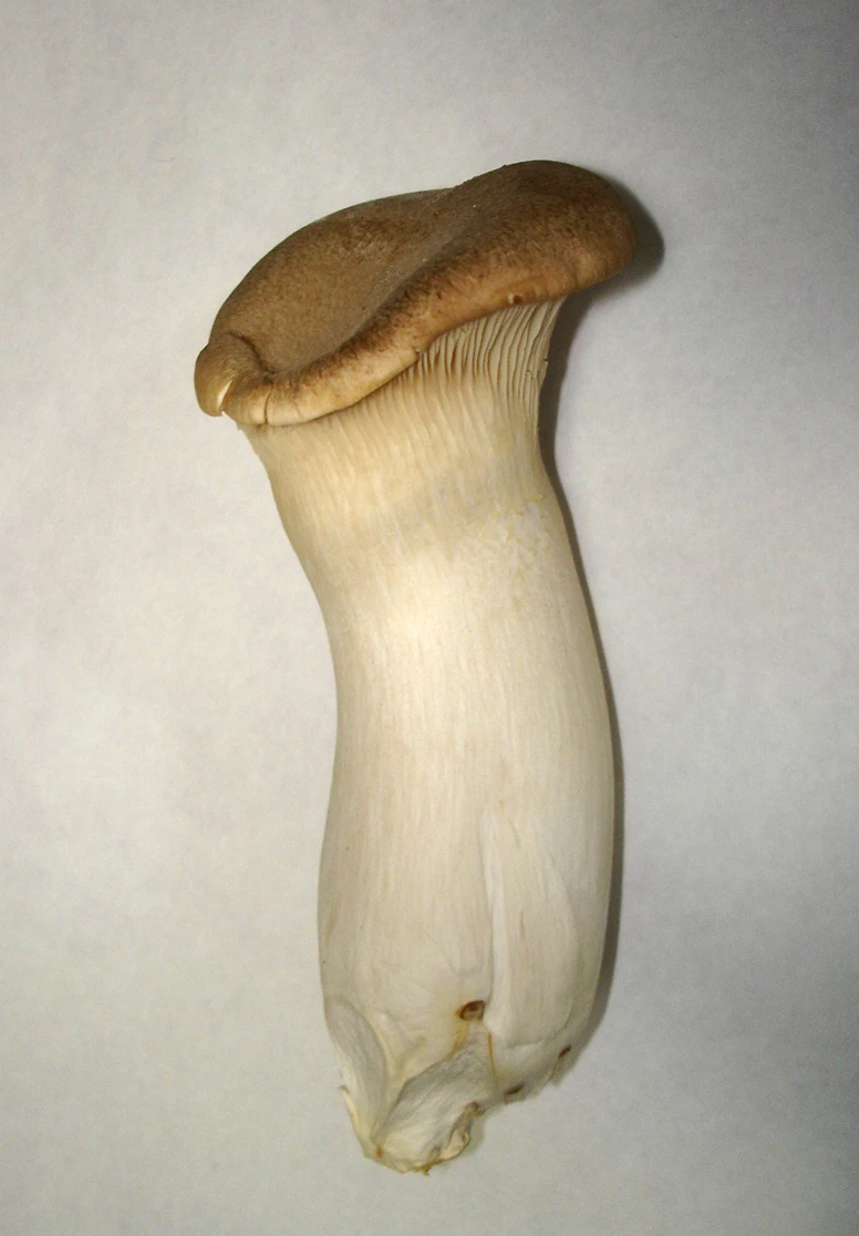 Pleurotus eryngii | Mycology Wiki | Fandom