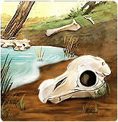 Dodo-Fossil | Myfreezoo Wiki | Fandom