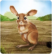 Springhase | Myfreezoo Wiki | Fandom