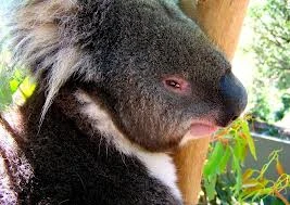 Native Animals - Koala | My home, Australia Wiki | Fandom
