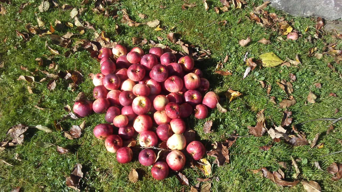Apple pile | My house during my life Wiki | Fandom