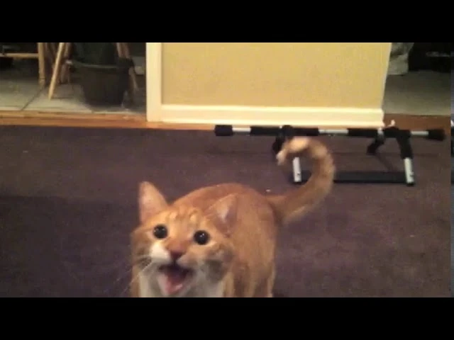 SVOY Part 15 | Mylo the Cat Wiki | Fandom