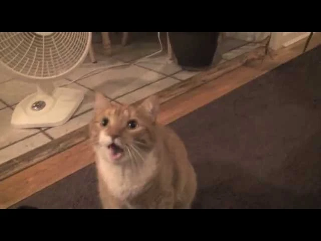SVOY Part 13 | Mylo the Cat Wiki | Fandom
