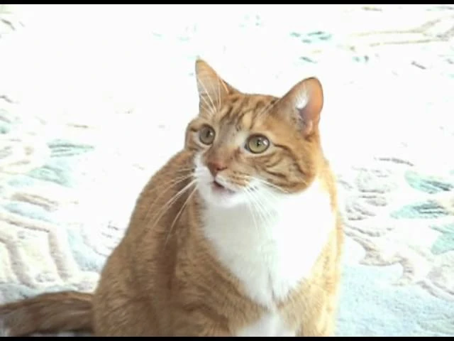 SVOY Part 7 | Mylo the Cat Wiki | Fandom