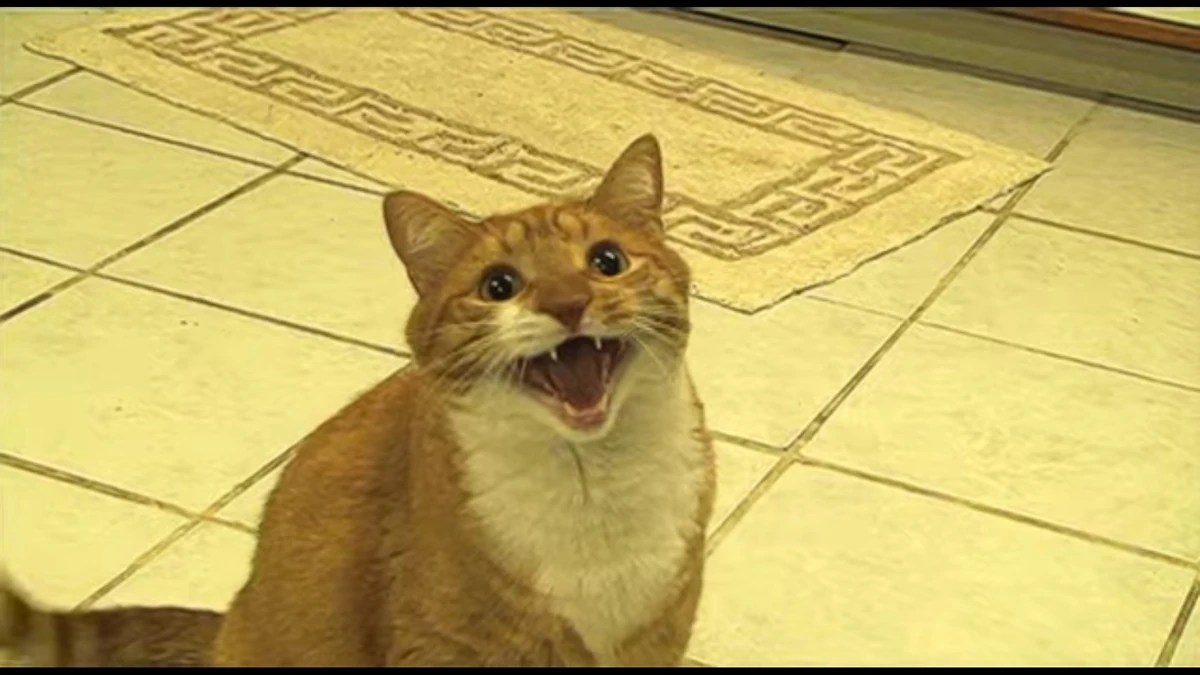 The Shortest Video on YouTube | Mylo the Cat Wiki | Fandom