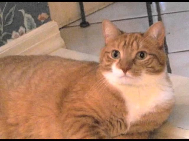 SVOY Part 10 | Mylo the Cat Wiki | Fandom