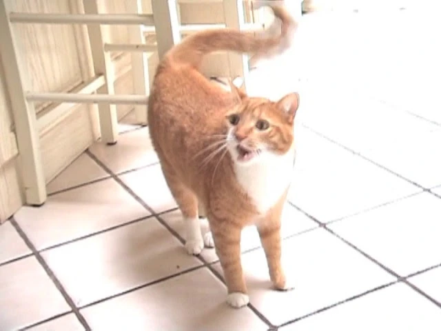 SVOY Part 16 | Mylo the Cat Wiki | Fandom