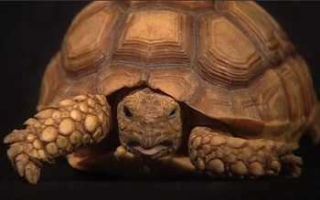 Mr. Turtle | My Name Is Earl Wiki | Fandom