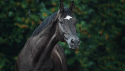 Tracker | My New Family Wikia | Fandom