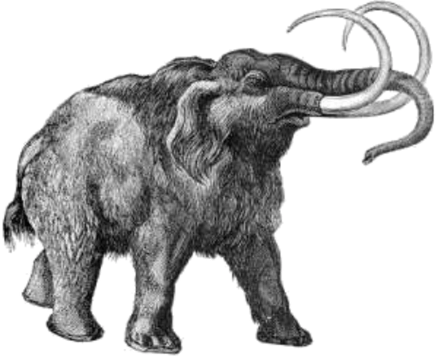 Mammut | MyraPedia | Fandom