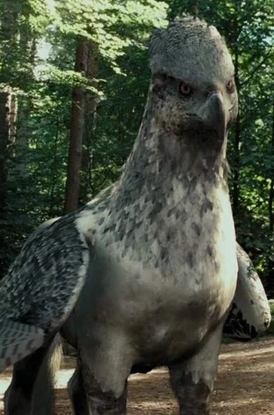 Hippogriff | Mythical Menagerie Wiki | Fandom