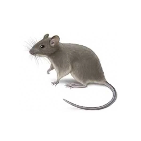 Mouse | Mythical Animal Simulator Wiki | Fandom
