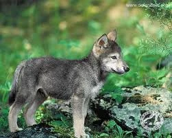 Jimmy wolf | Mythicalbeastsrp Wiki | Fandom