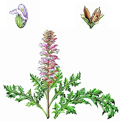 Acanthe | Wikia Mythologie greco-romaine | Fandom