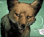 Coyote | Myth and Folklore Wiki | Fandom