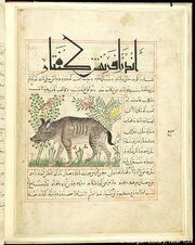 Werehyena | Myth and Folklore Wiki | Fandom