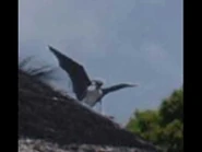 Manananggal | Myth and Folklore Wiki | Fandom