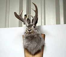 Jackalope | Myth and Folklore Wiki | Fandom