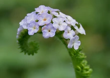 Clytie | Myth and Folklore Wiki | Fandom