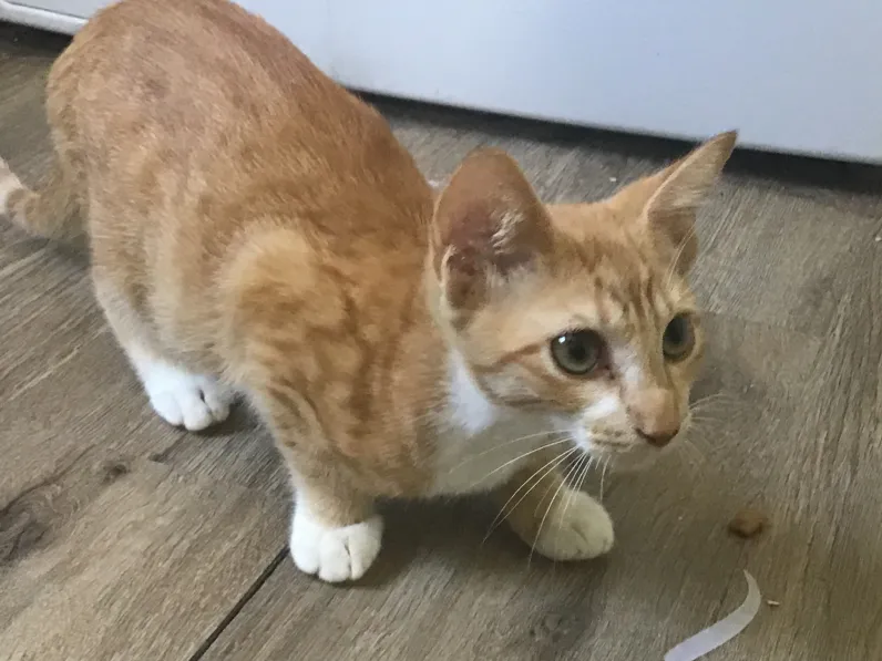 Zoey | Myvradel Community Wiki | Fandom