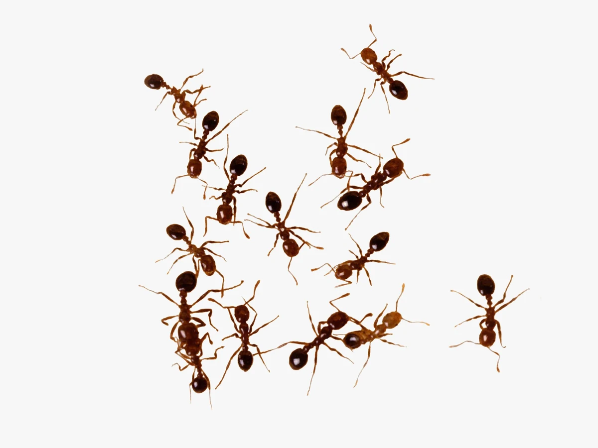 ANTS | Naiso Wiki | Fandom