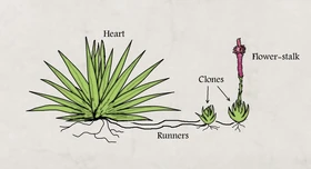 Agave | The Naktian Wikia | Fandom