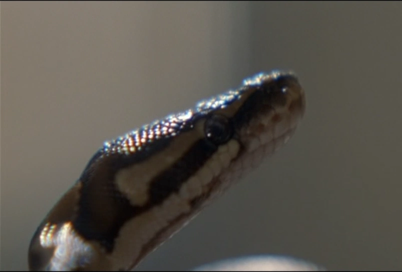 Python de Rudolph | Wiki Nanars | Fandom