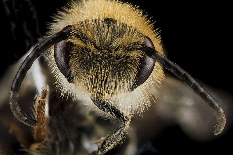 SquirtleReal | Nap Wiki | Fandom