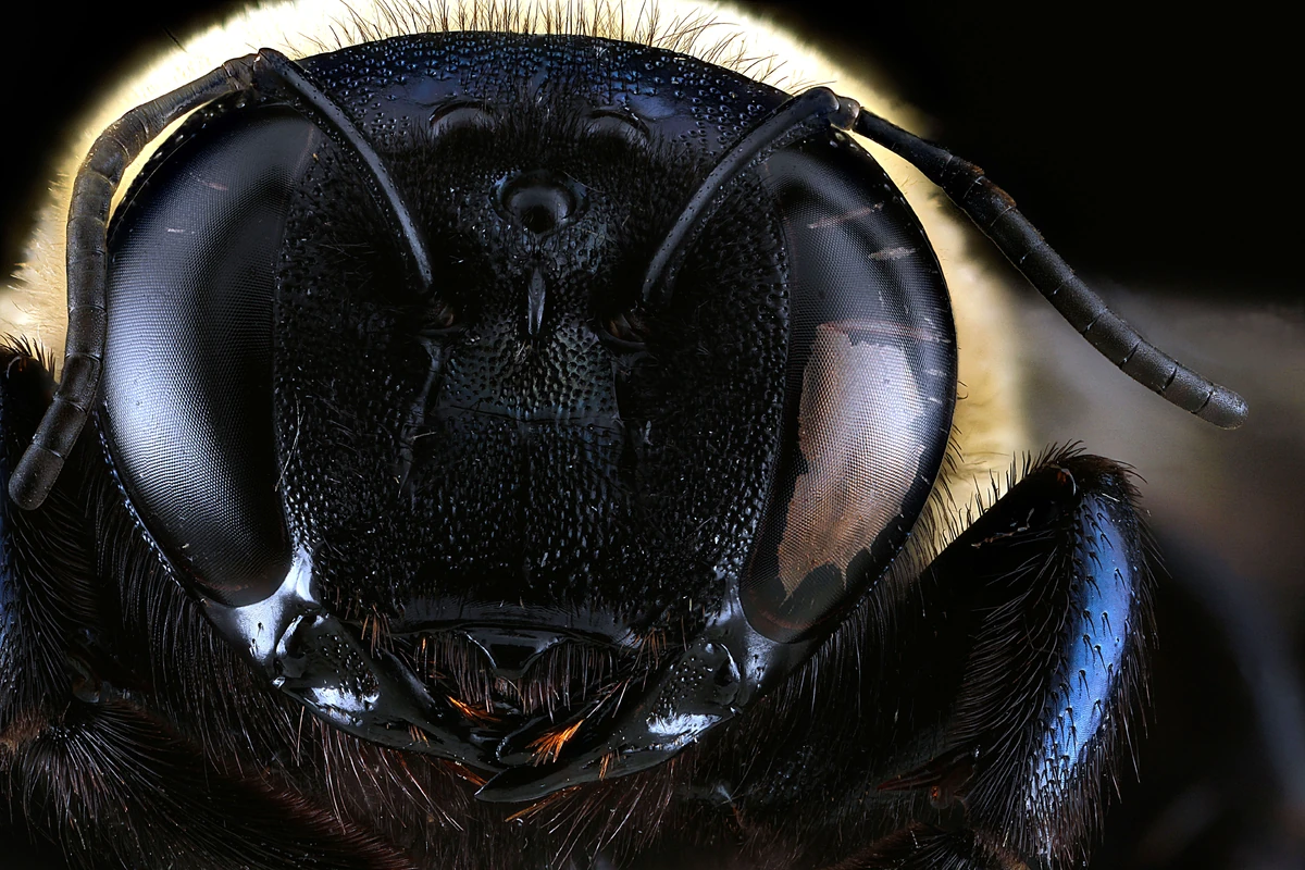 Xylocopa | Nap Wiki | Fandom