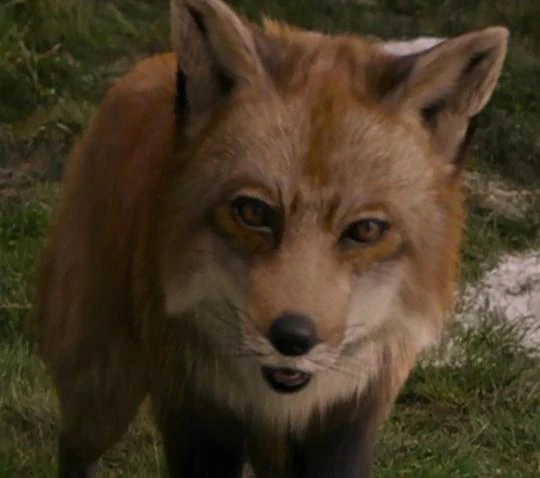 Pan Lis | Narnia Wiki | Fandom