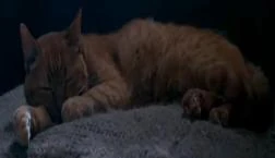 Chat | Wiki Narnia | Fandom