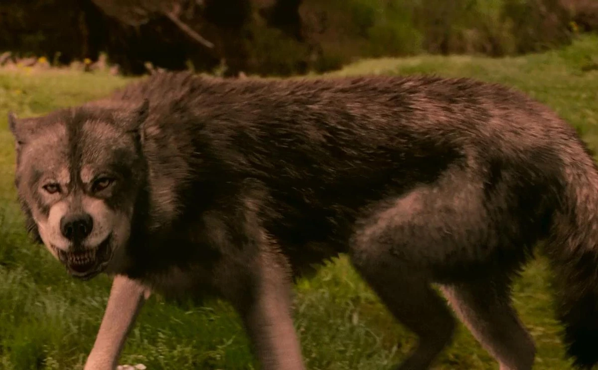 Волки | Нарния Вики | Fandom