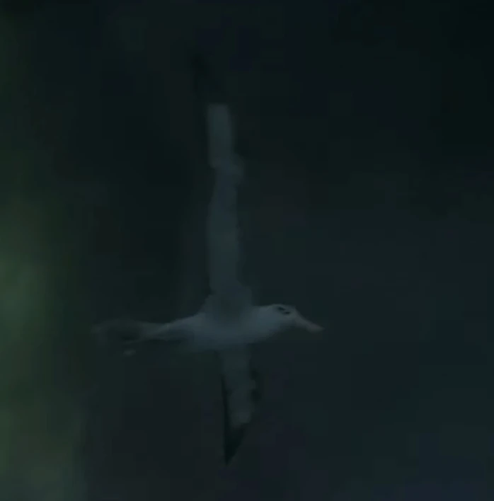 Bird | The Chronicles of Narnia Wiki | Fandom