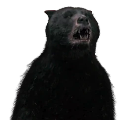 Bear | The Chronicles of Narnia Wiki | Fandom