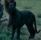 Panther | The Chronicles of Narnia Wiki | Fandom