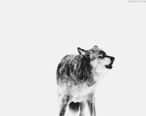 Werewolves | Naruto Tales Wiki | Fandom